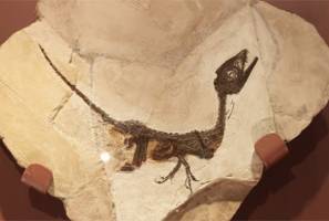 New investigations on Ciro, the dinosaur fossil from Campania